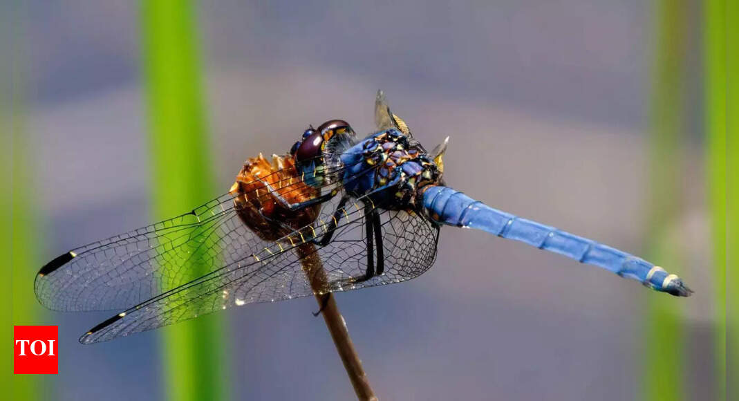 Are dragonflies dangerous? Fascinating facts about dragonflies you need ...