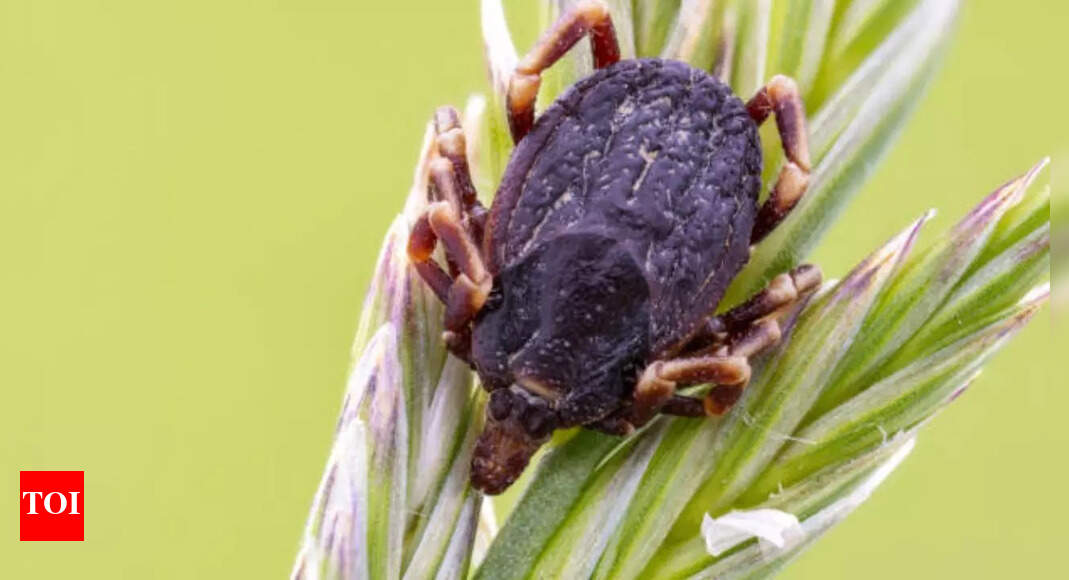 Tick Alert: Scientists warn of increasing tick population in US ...