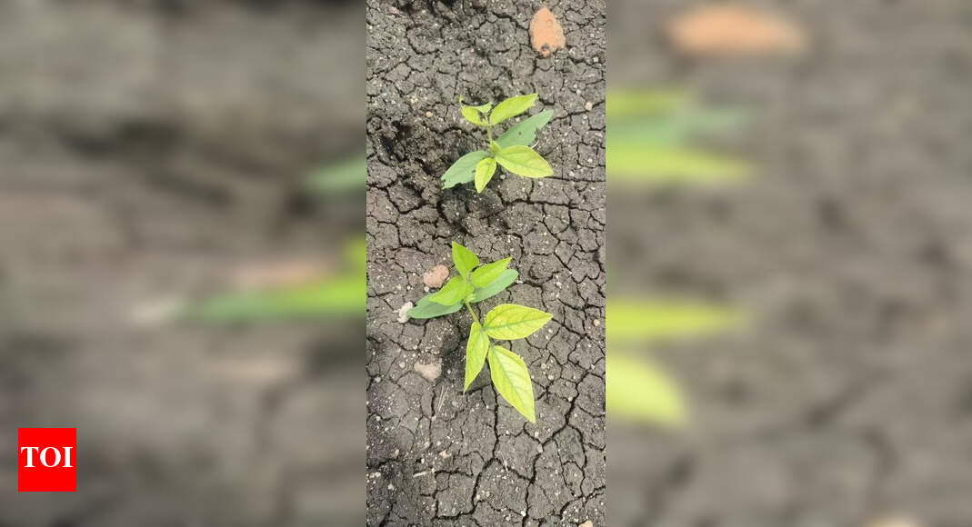 Rain-hit green gram crop shows signs of nutrient stress in Belagavi ...