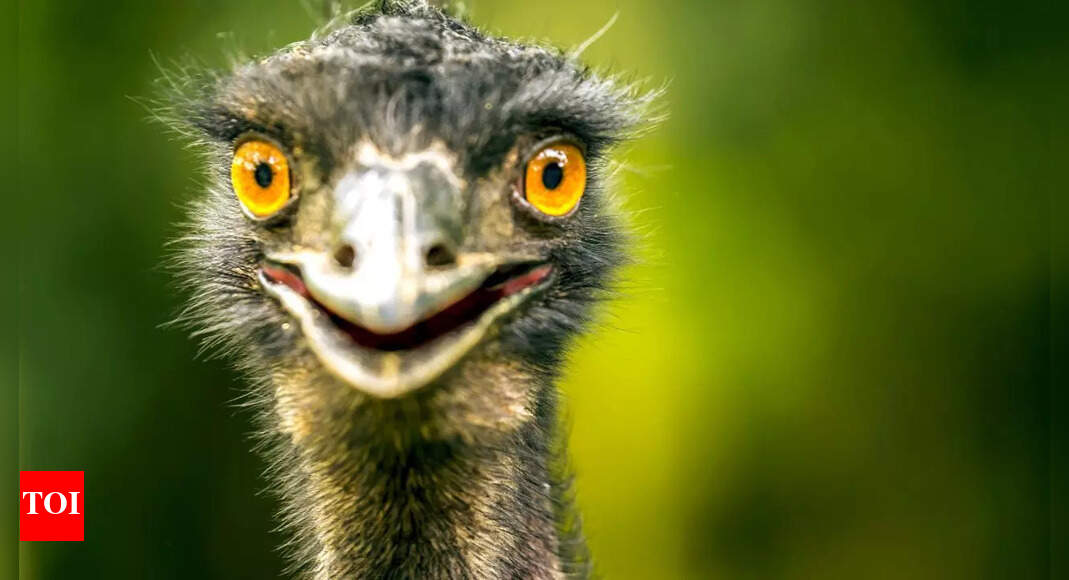 6 birds that are more dangerous than they look - Times of India