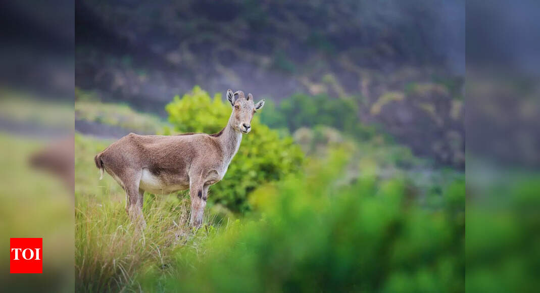 Eravikulam and Dachigam named Top National Parks in India | - Times of ...
