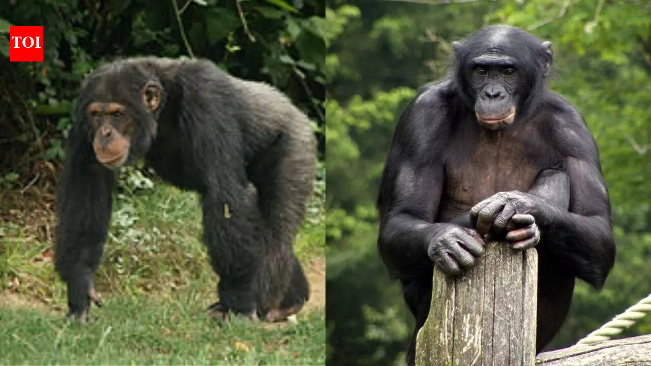 Chimpanzees vs Bonobos: Explore key differences between our closest ...