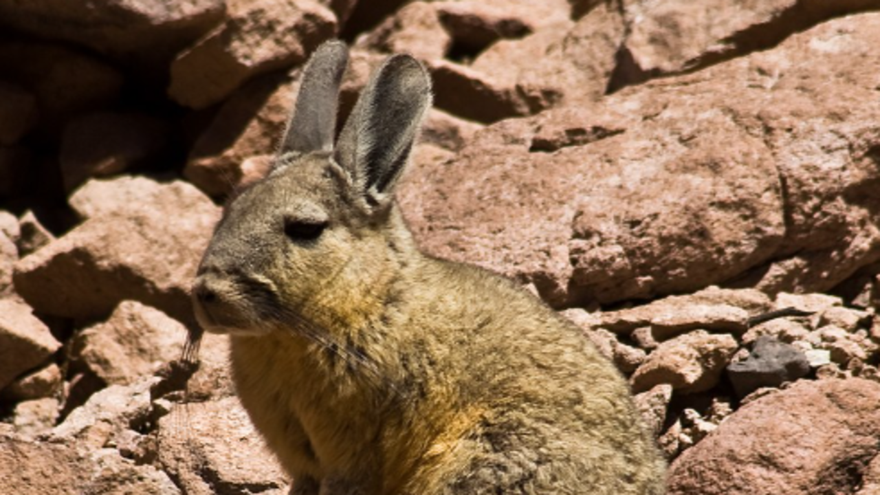 The Viscacha — The Sleepiest Animal in the Andes: A Closer Look at This ...