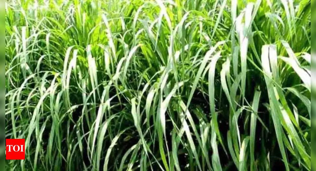 State govt now promoting napier grass cultivation | Prayagraj News ...