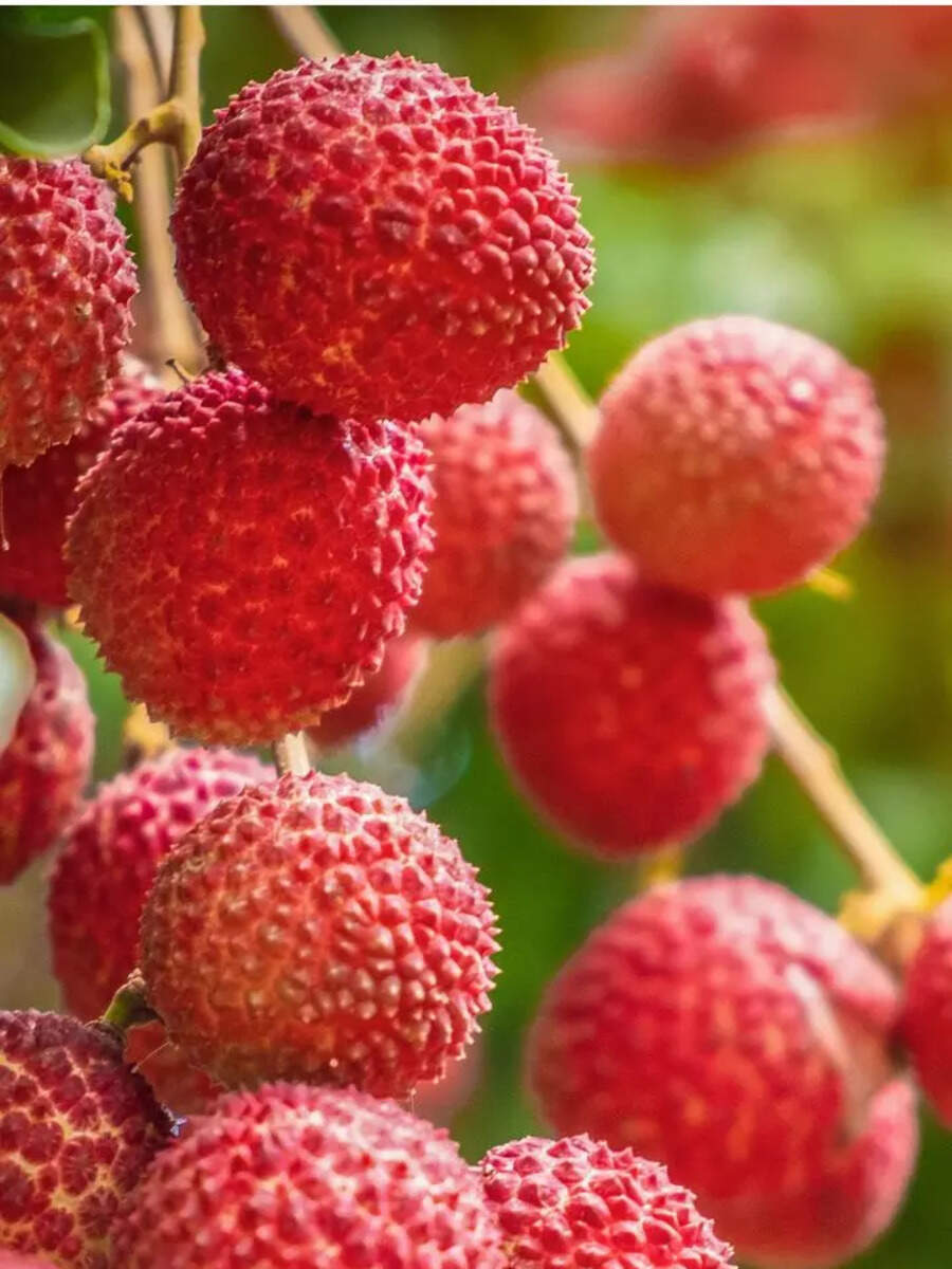 7 health benefits of Lychees that you should know | Times of India