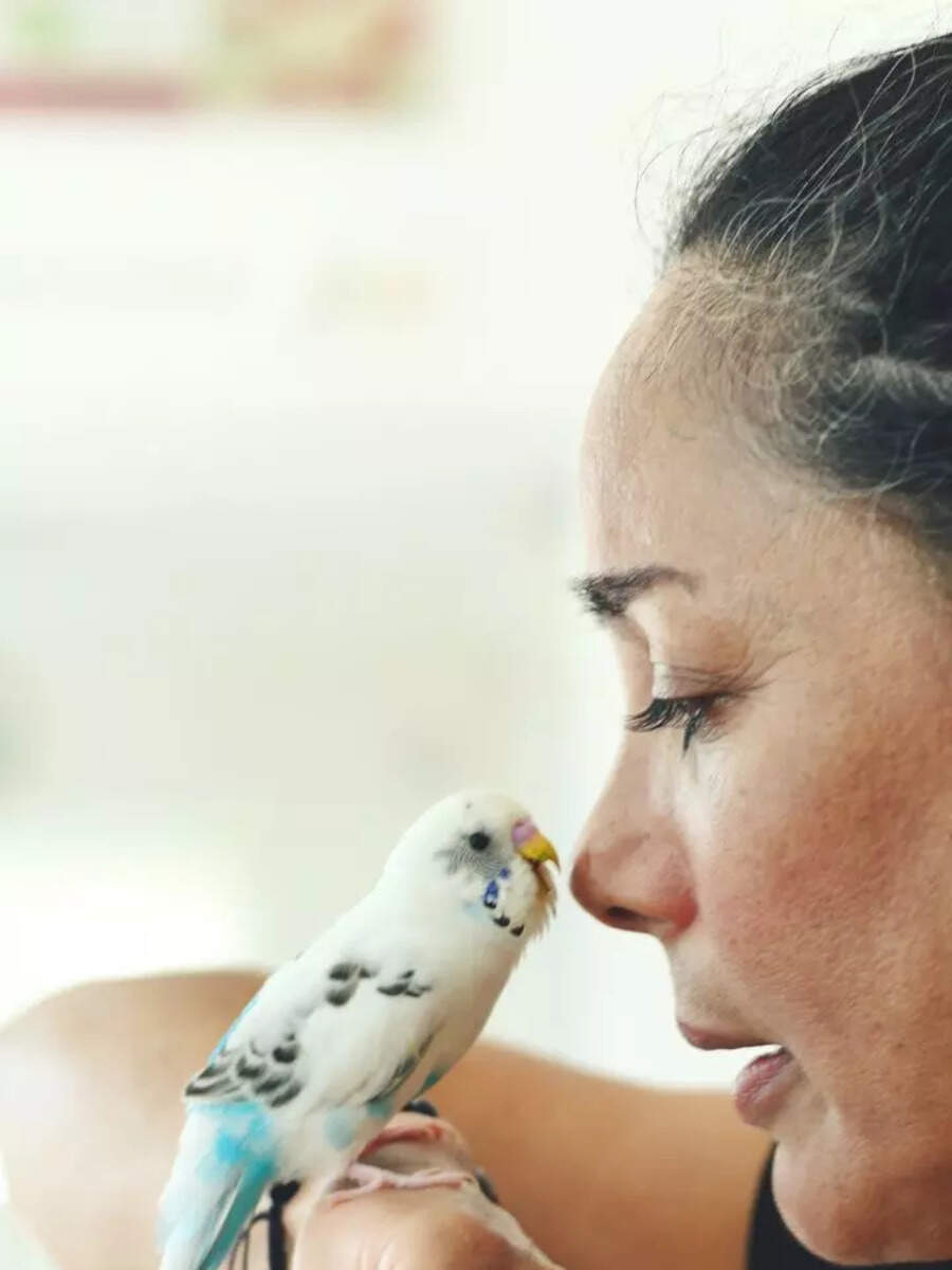 8 pet birds that can mimic human speech perfectly | Times of India