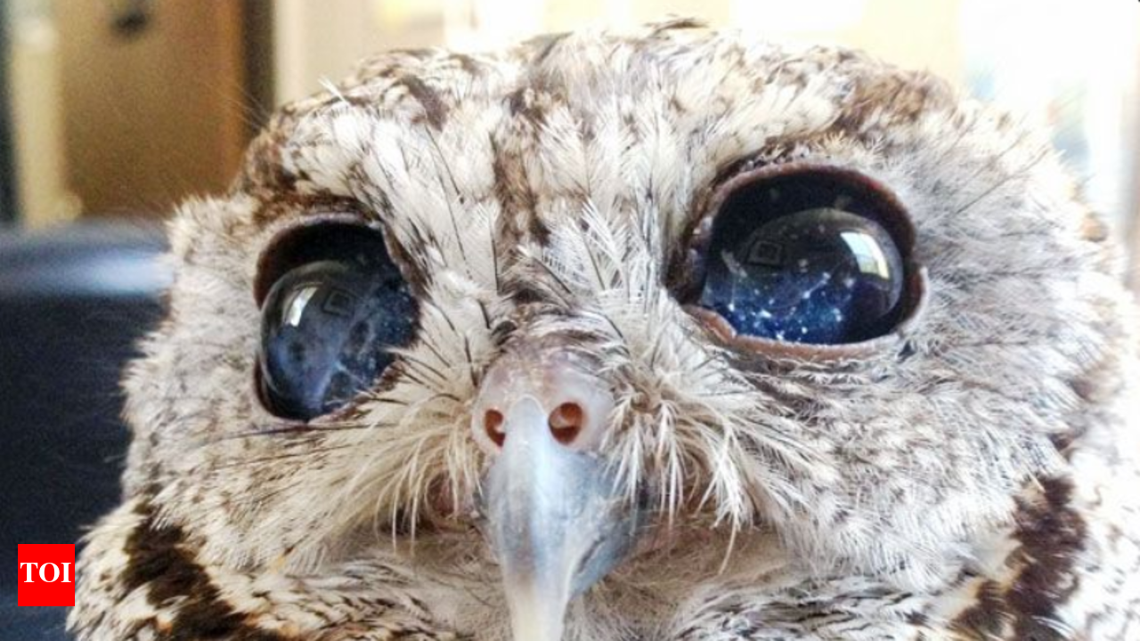 Zeus: A Blind Owl with a Cosmic Gaze – New and Tips