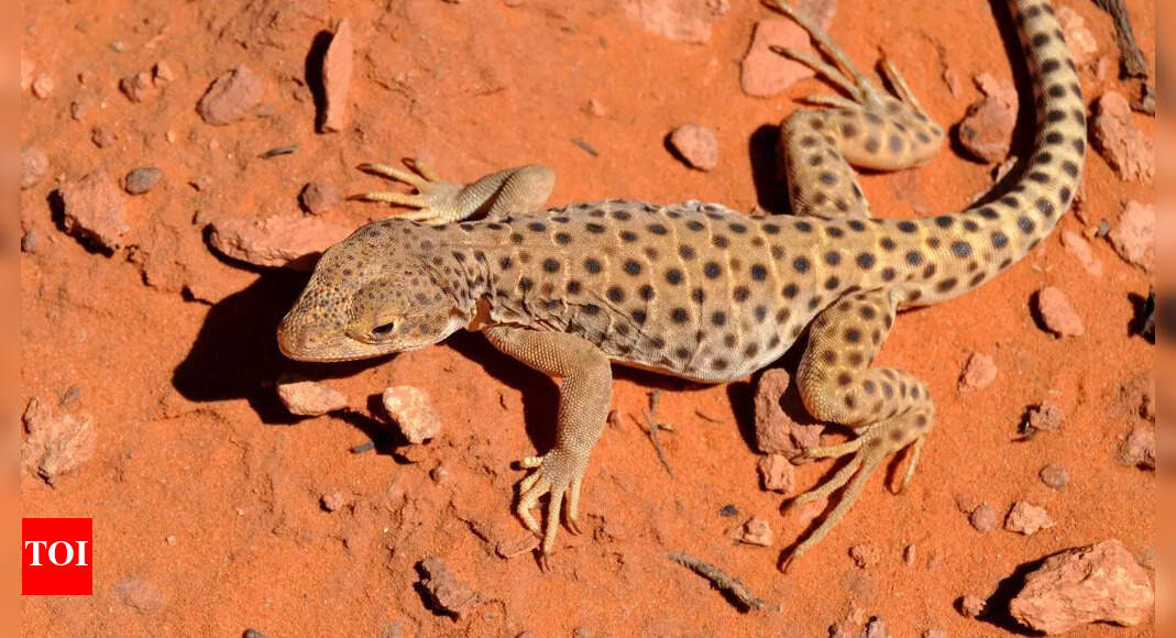 7 facts about lizards that sound fake but are actually true - Times of ...