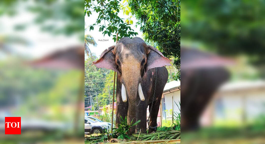 Elephant Manikandan dies at Omallur temple after illness | Kochi News ...