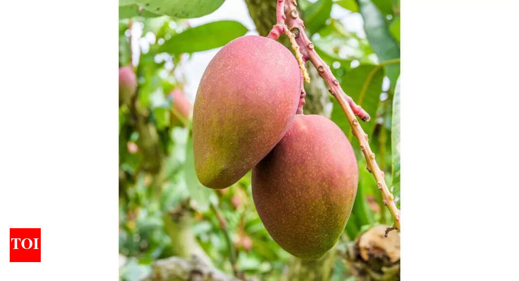3-day mango mela in Pinjore starts today | Chandigarh News - Times of India