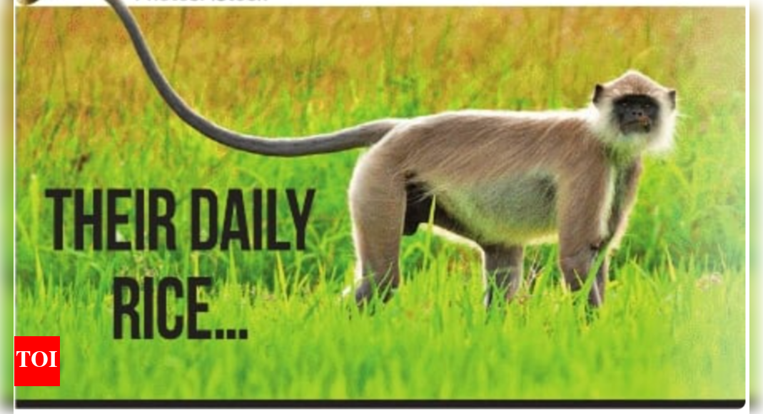 Their daily rice... - The Times of India