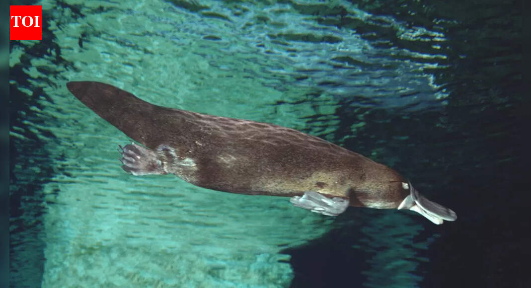 5 animals that are masters of eating without teeth
