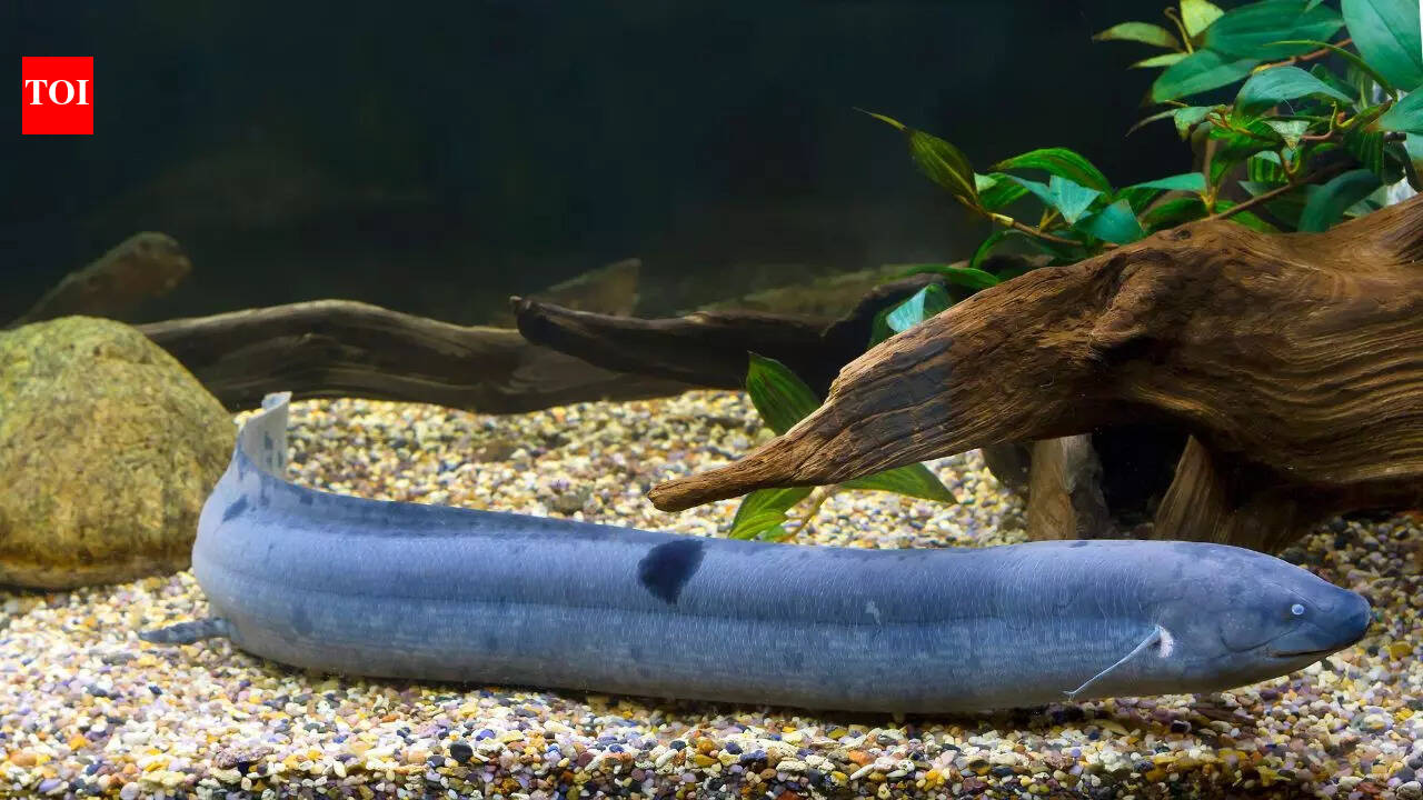 6 fish that look like snakes– and the shocking reasons behind it