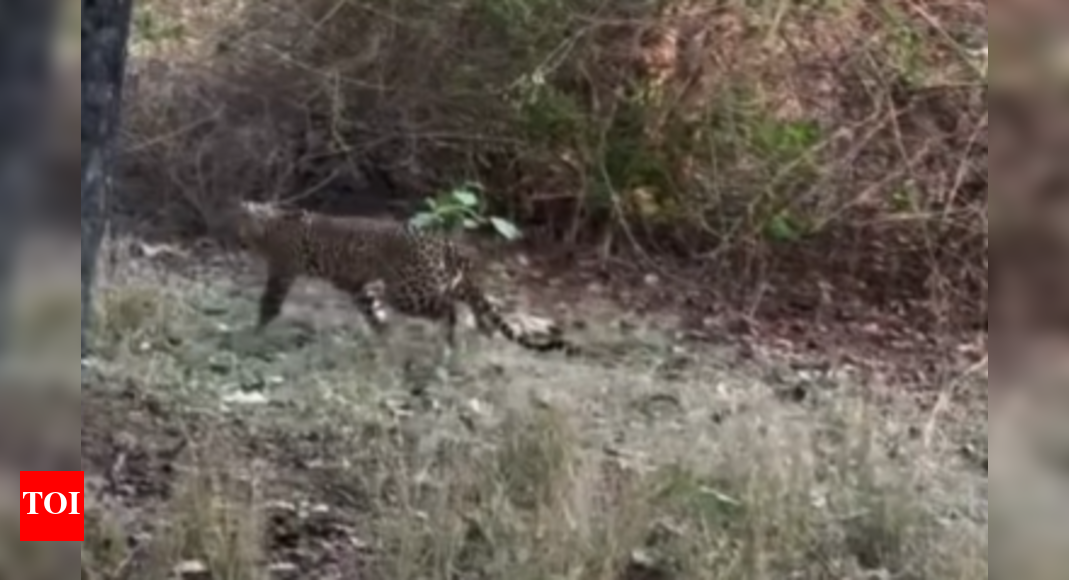 Tiger vs Leopard: Rare video captures intense jungle chase and face-off ...