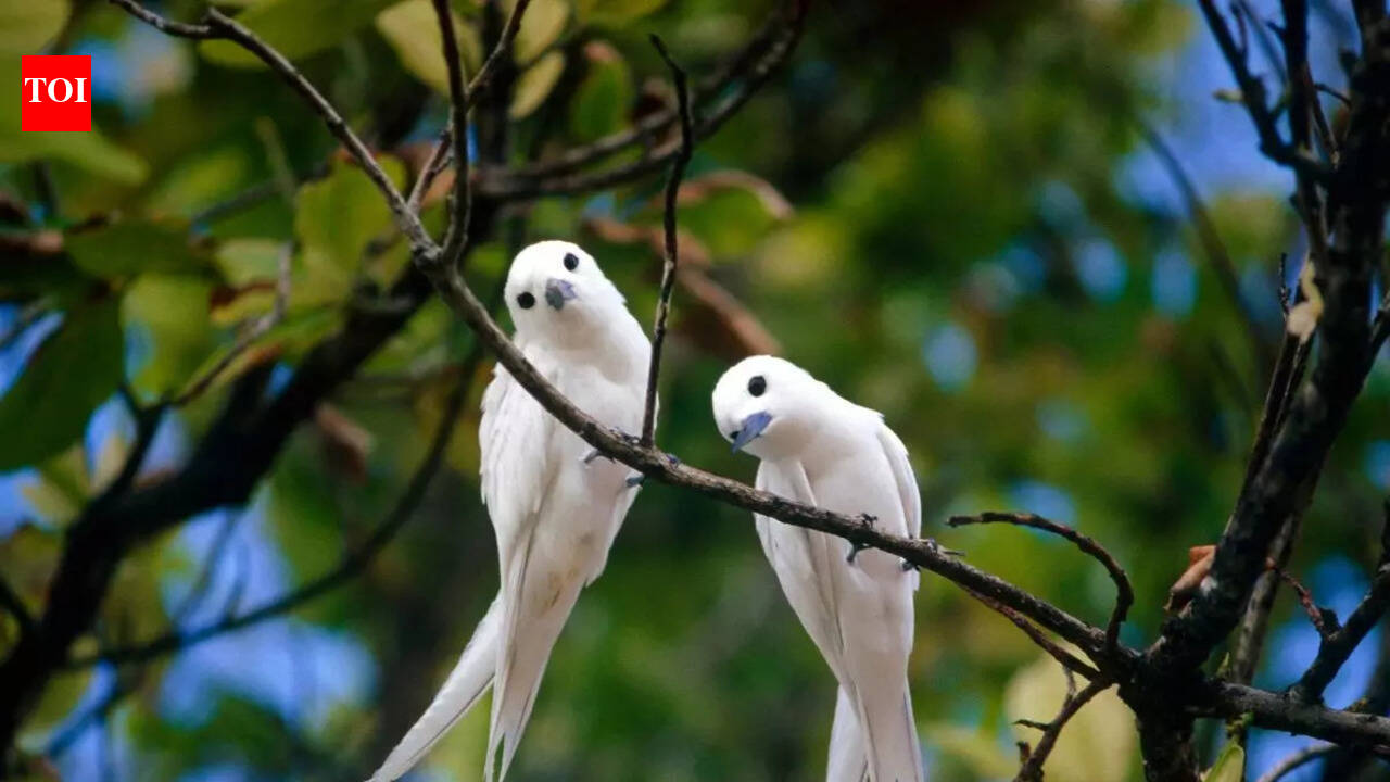 8 rare birds to spot in Indian jungles