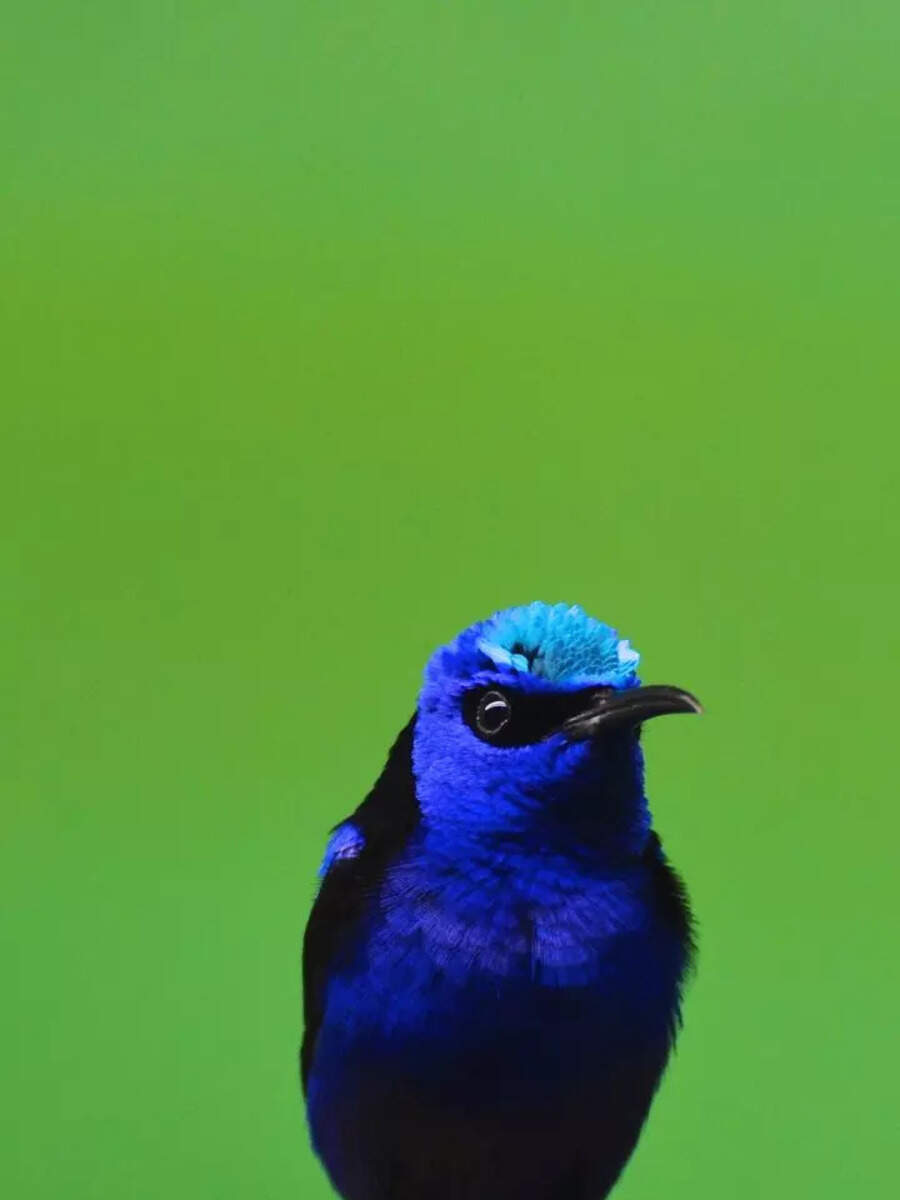 8 blue-coloured birds commonly spotted in Indian jungles | Times of India