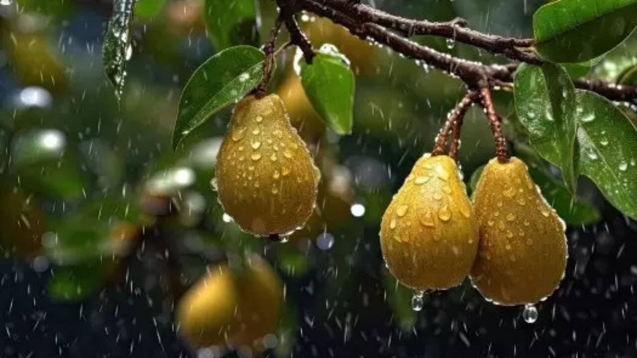 7 Monsoon Fruits That Keep You Healthy And Happy