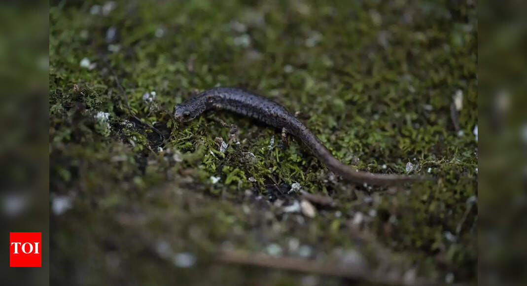 Mexican fishermen join fight to save extraordinary amphibian - The ...