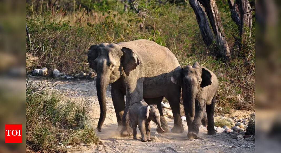 AI system to track animals on 15km rail stretch, smart sensors will ...