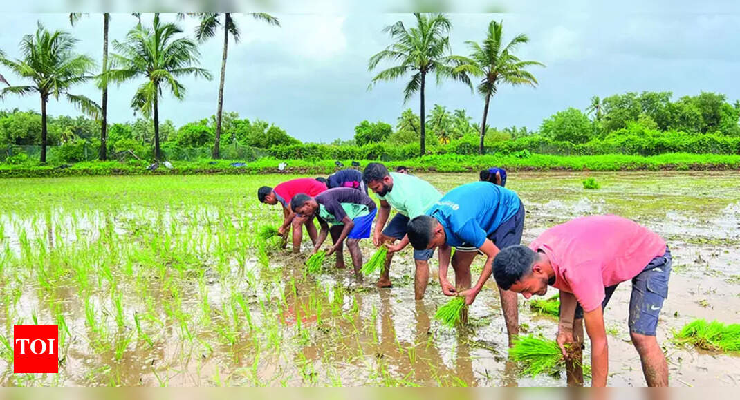 Paddy field unites Pilar Theological Institute & farmers | Goa News ...
