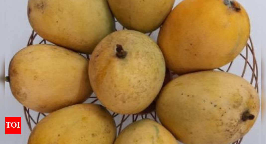 Uttarakhand's GB Pant University scientists make autumn-ripening mango ...