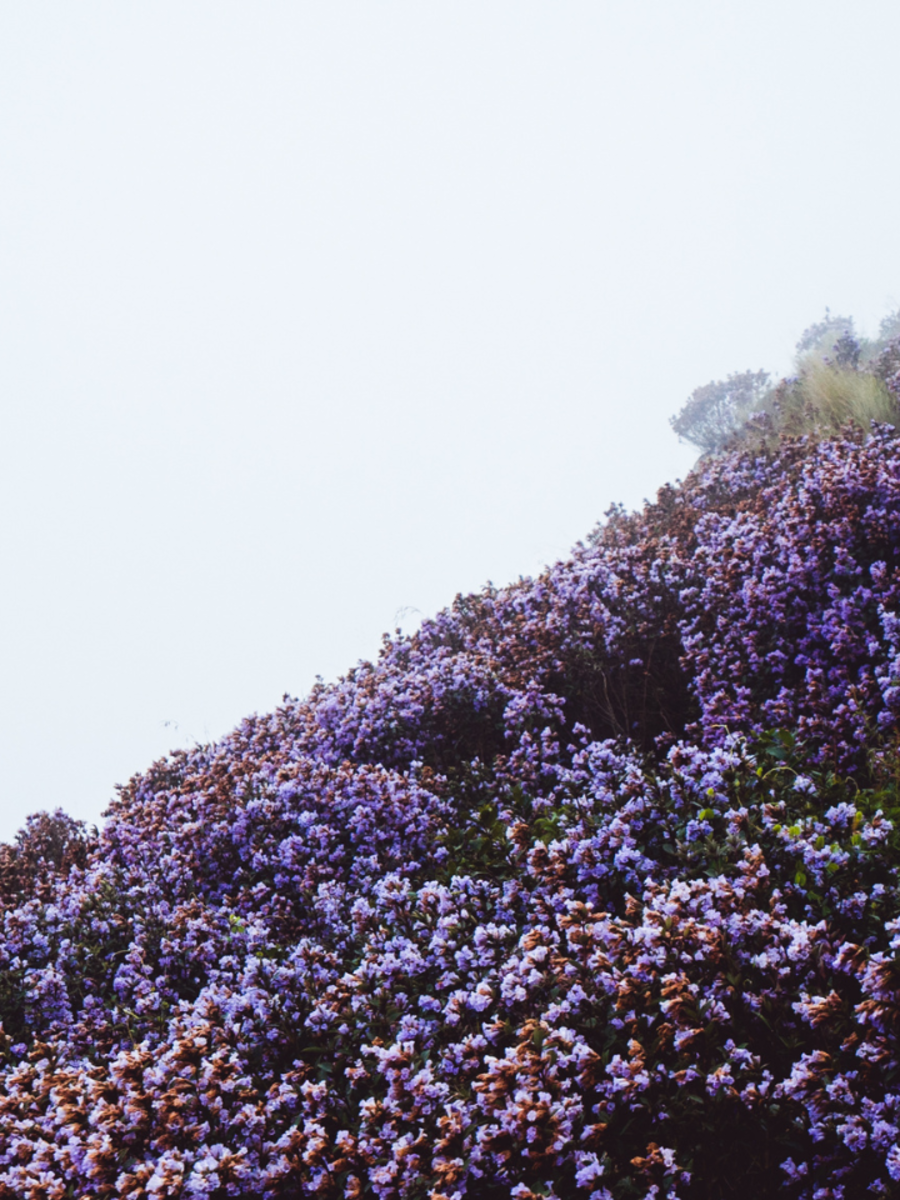 9 plants that are found only in India | Times of India