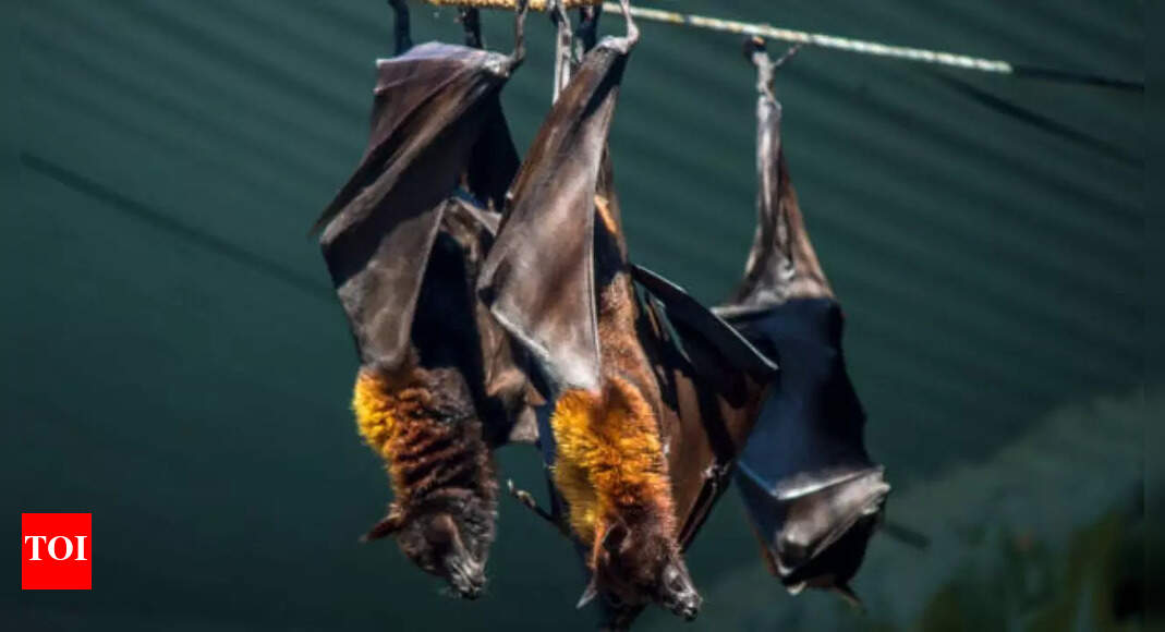 What is Nipah virus? Causes, symptoms and preventive measures for this ...