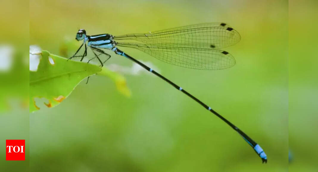 Over 50 Dragonfly, Damselfly Species Documented at Belvai Odonata ...