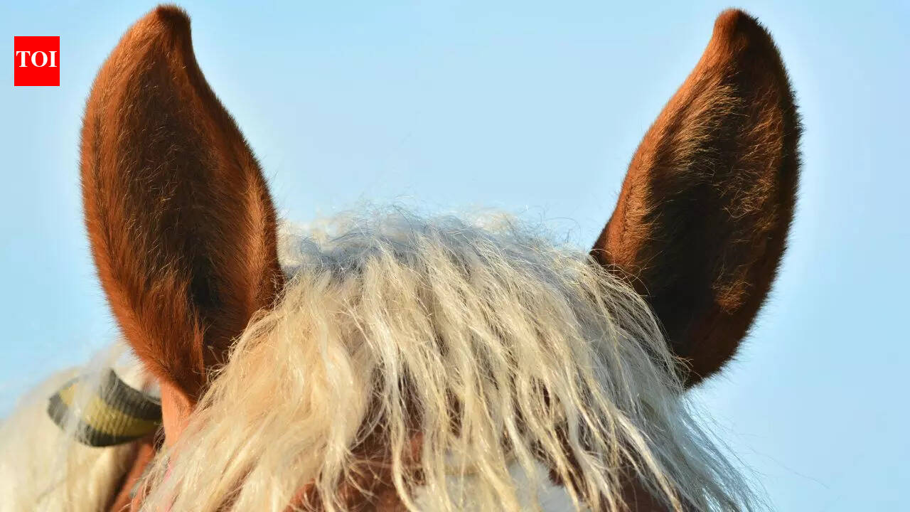 Why do these animals have such huge ears? The truth is surprisingly smart