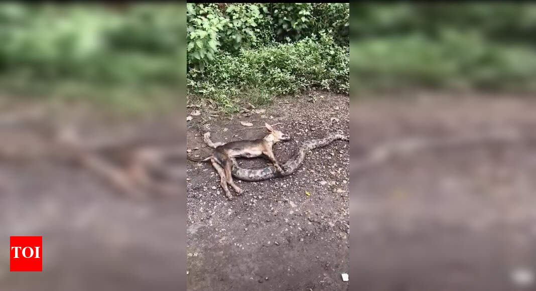 Python-dog tussle turns fatal in Keonjhar forest | Bhubaneswar News ...