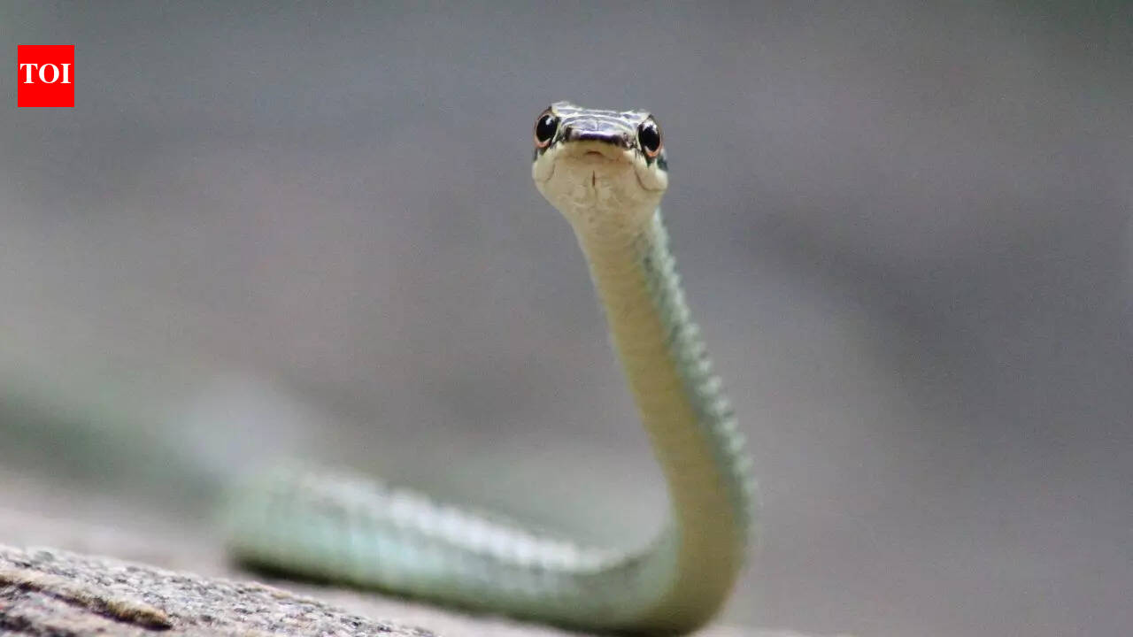 Snakes that commonly lurk near homes (and what attracts them)