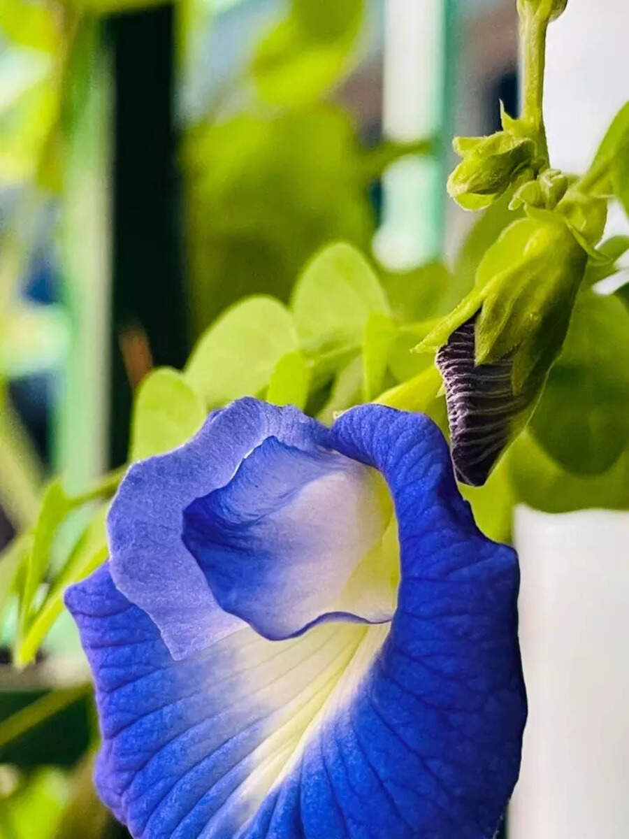 10 stunning flowers that bloom during monsoon | Times of India