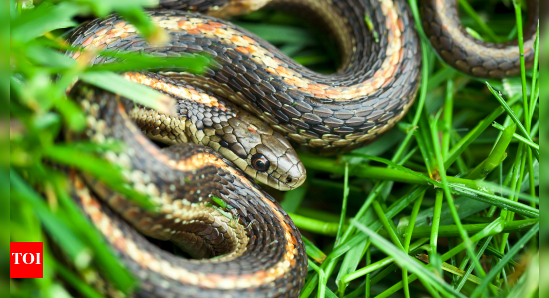 Monsoon alert: Snake sightings surge—how to identify which ones are ...