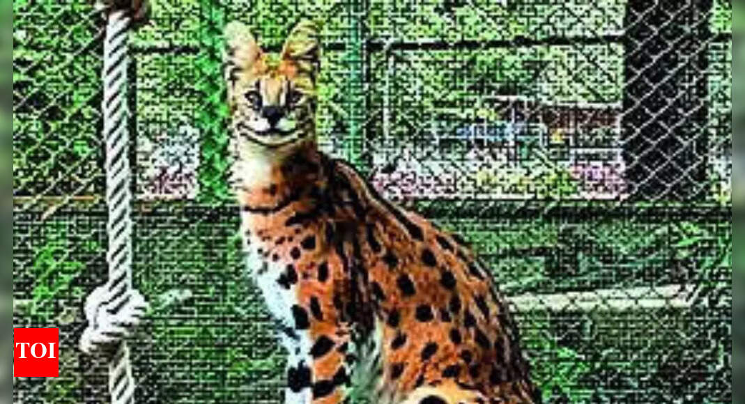 Hyderabad zoo welcomes 2 exotic Serval cats | Hyderabad News - Times of ...