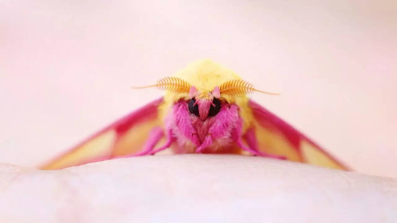 Rosy Maple Moth Flying