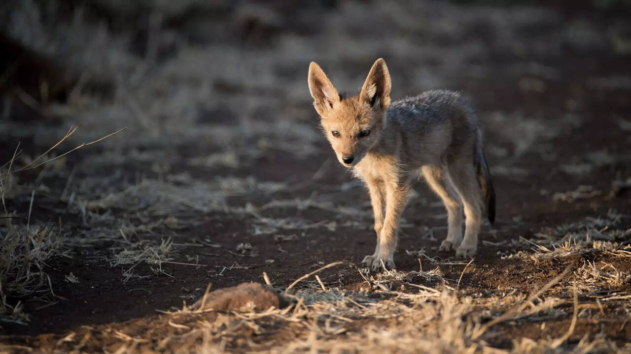From Pompeii Worms to Desert Foxes: 5 Amazing Animals That Love Extreme Heat