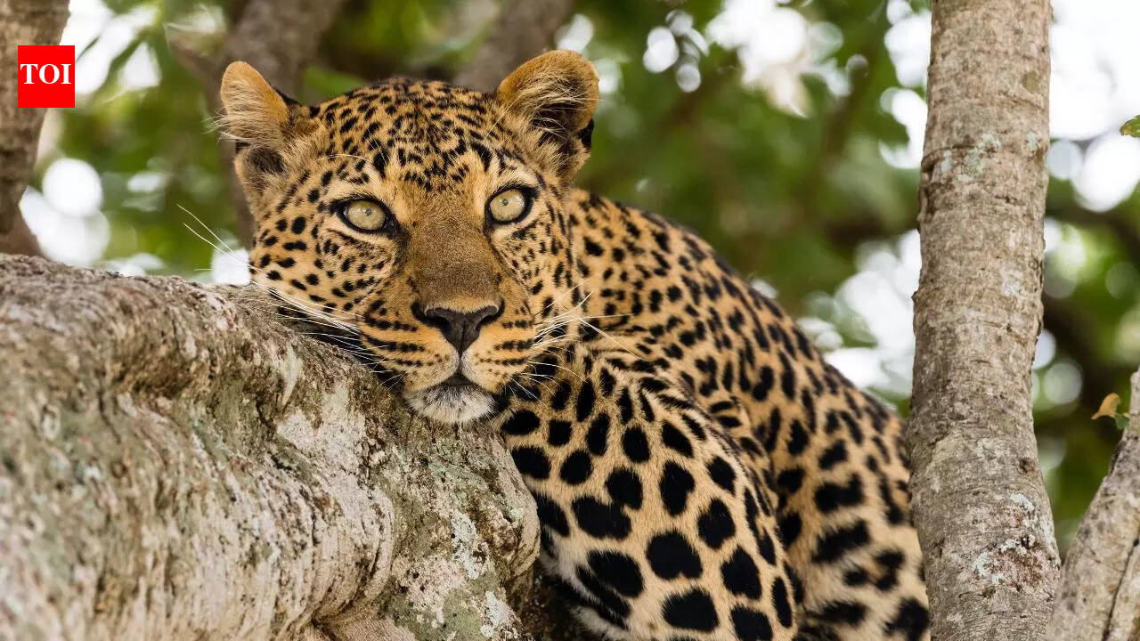 10 interesting facts about leopards you should know