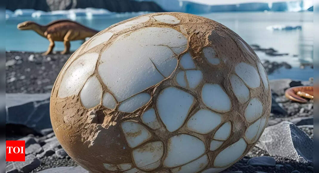 66-million-year-old fossil egg found in Antarctica may change what we ...