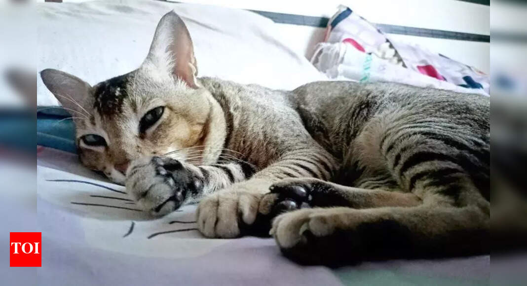 For the first time, Nashik civic body to start stray cat sterilisation ...