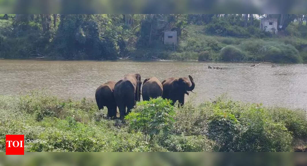 Forest dept & IISc experts take up Rs 4.7-crore study to reduce human ...