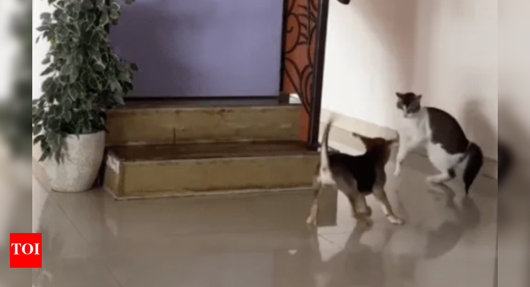 Viral: Video of a blind cat being led by her guide dog is winning ...