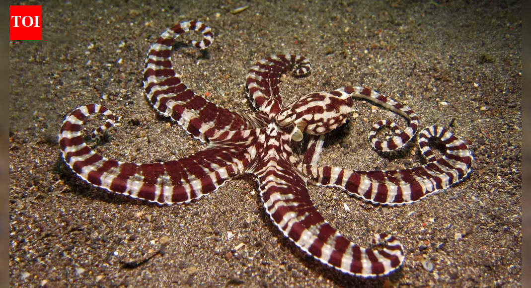 Why is Mimic Octopus called the master of disguise
