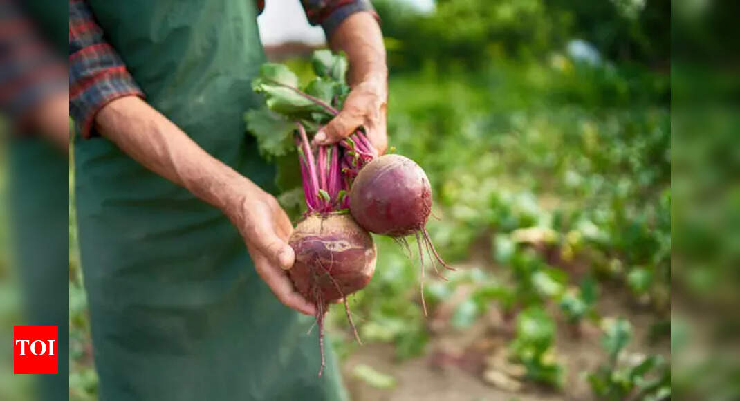 Which country is the largest producer of beetroot in the world ...