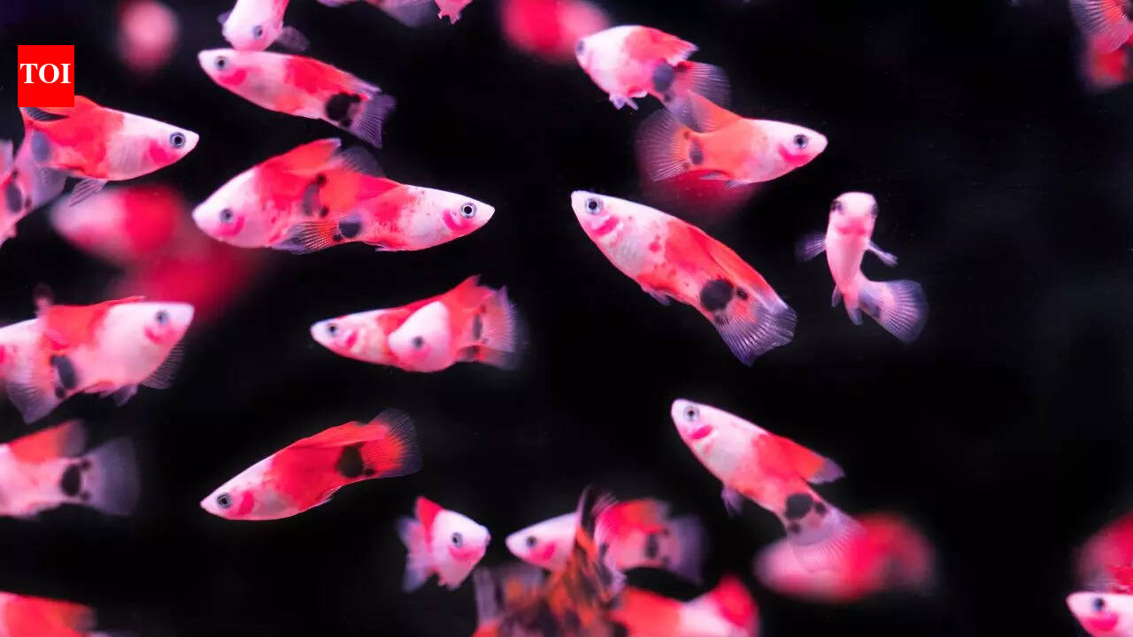 Why are Guppy and Swordtail fish ideal starter options for new aquarists