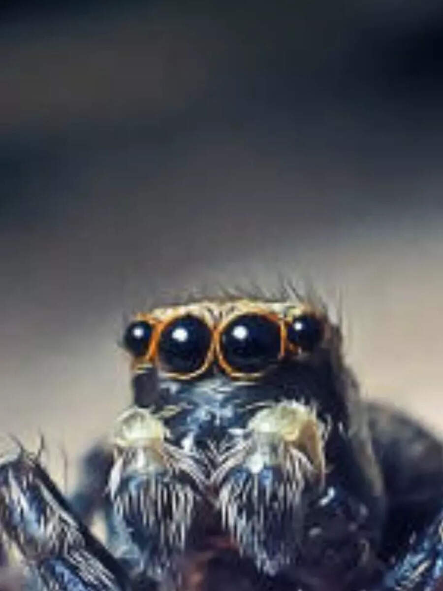 10 fascinating animals with more than two eyes! (and how is their ...