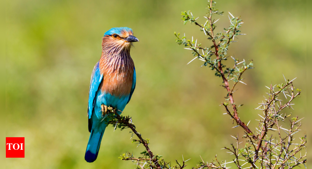 Wings Over Delhi: 221 bird species tracked in national capital; an year ...