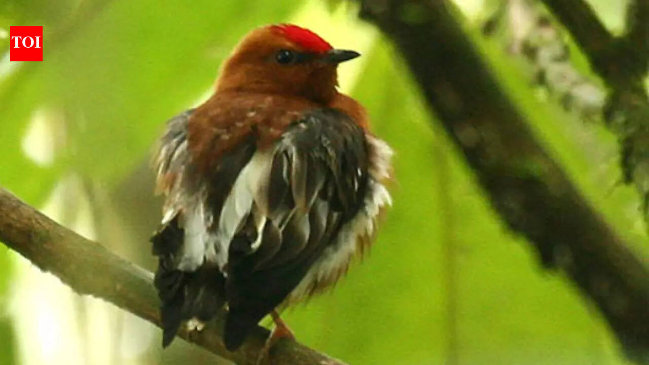 Nature’s musician: Meet the only bird that produces music with its wings