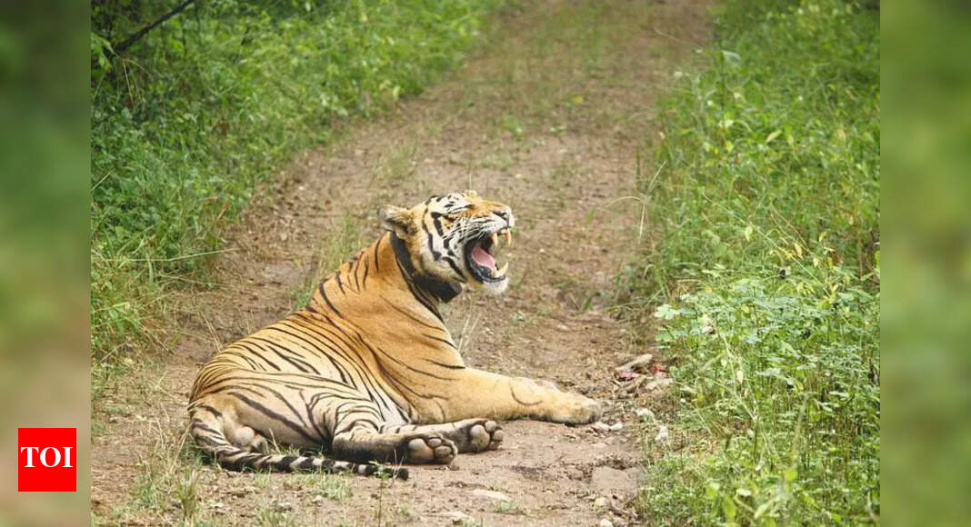Sariska proposes radio collaring male tigers for real-time tracking ...