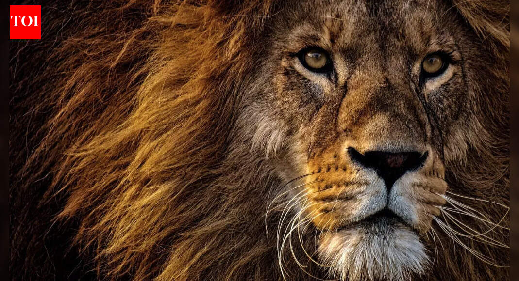 6 powerful animals that can defeat a lion in the wild