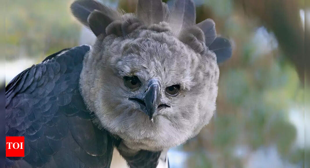 12 apex predators that birds instantly flee from | - Times of India